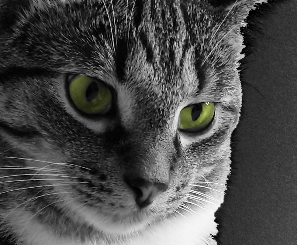 Deborah Anderson | River Arts District Artists