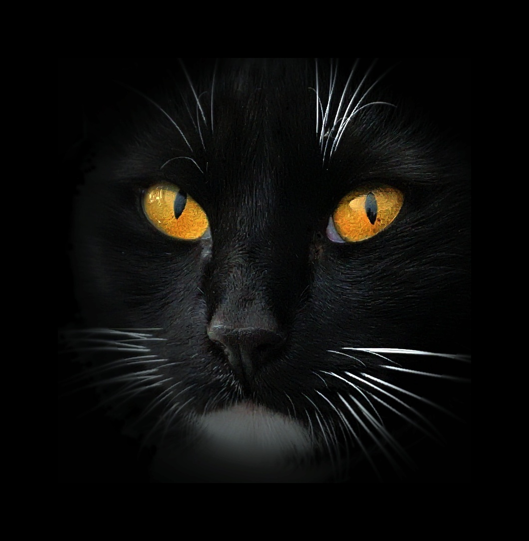 Deborah Anderson - River Arts District Artists